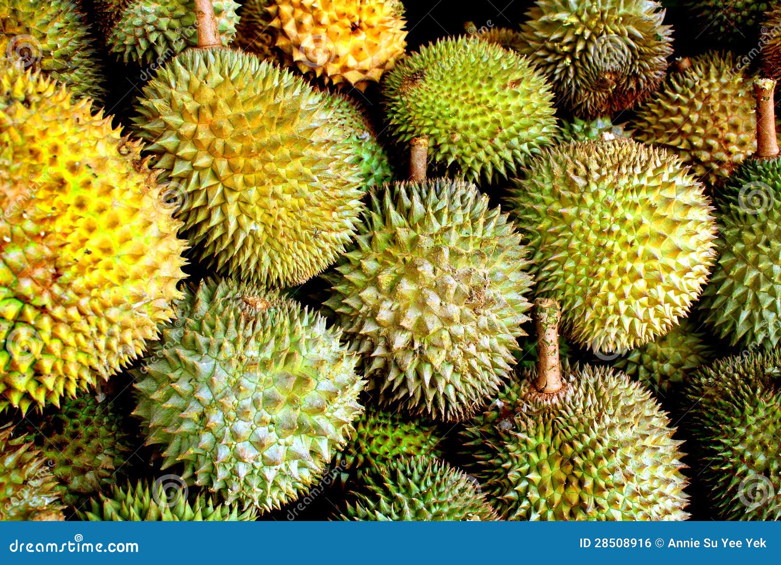 Durian stock photo. Image of seasonal, dessert, healthy - 28508916