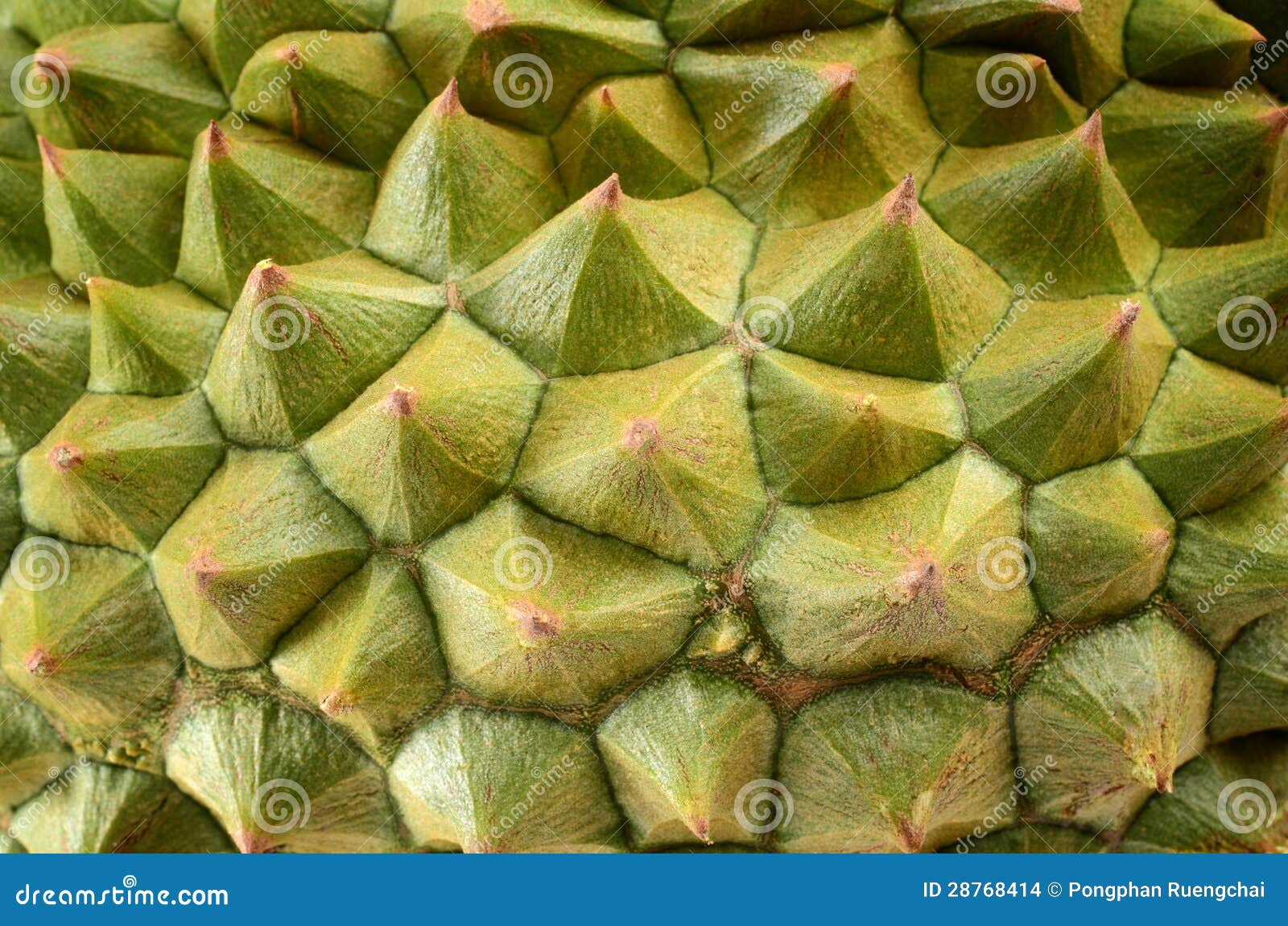Durian stock photo. Image of thai, freshness, background - 28768414