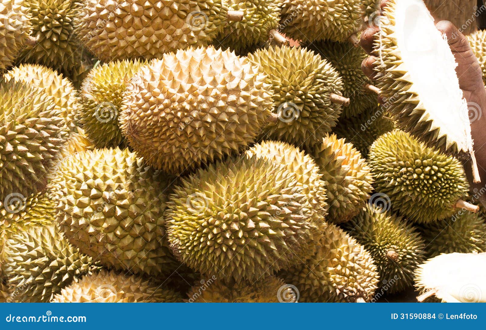 Durian arkivfoto. Bild av produce, otrevligt, hand, frukt - 31590884