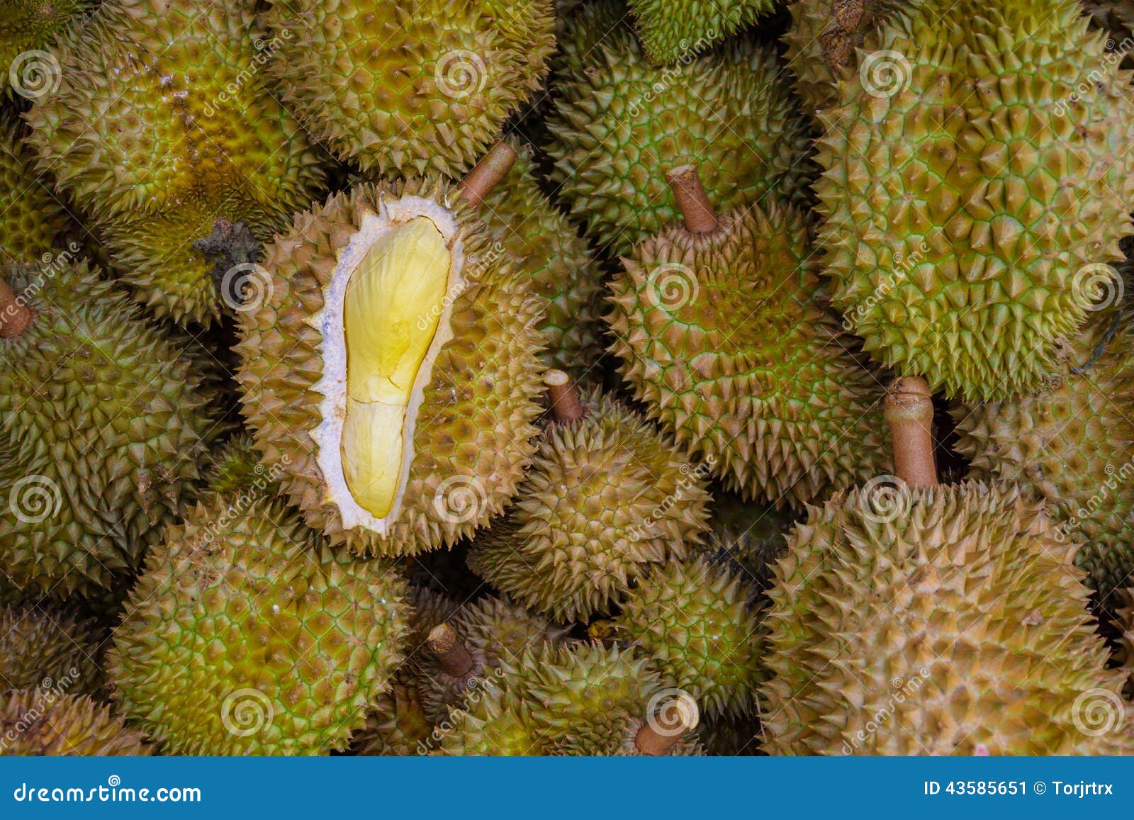 Durian immagine stock. Immagine di punto, asiatico, bianco - 43585651