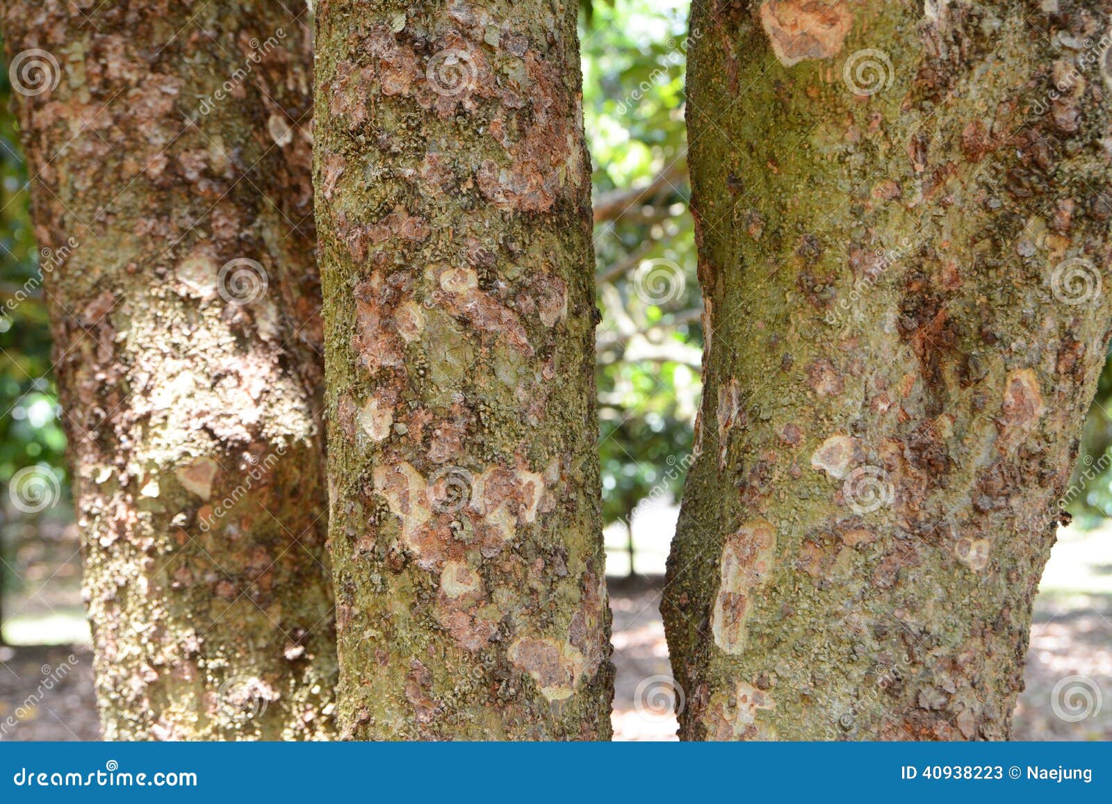 Durian With Timber On Beach. Stock Photo | CartoonDealer.com #73069254
