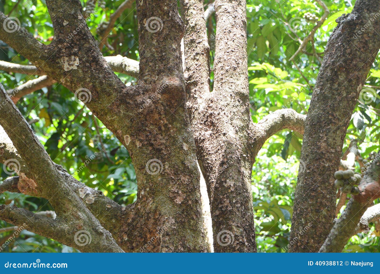 Durian With Timber On Beach. Stock Photo | CartoonDealer.com #73069254