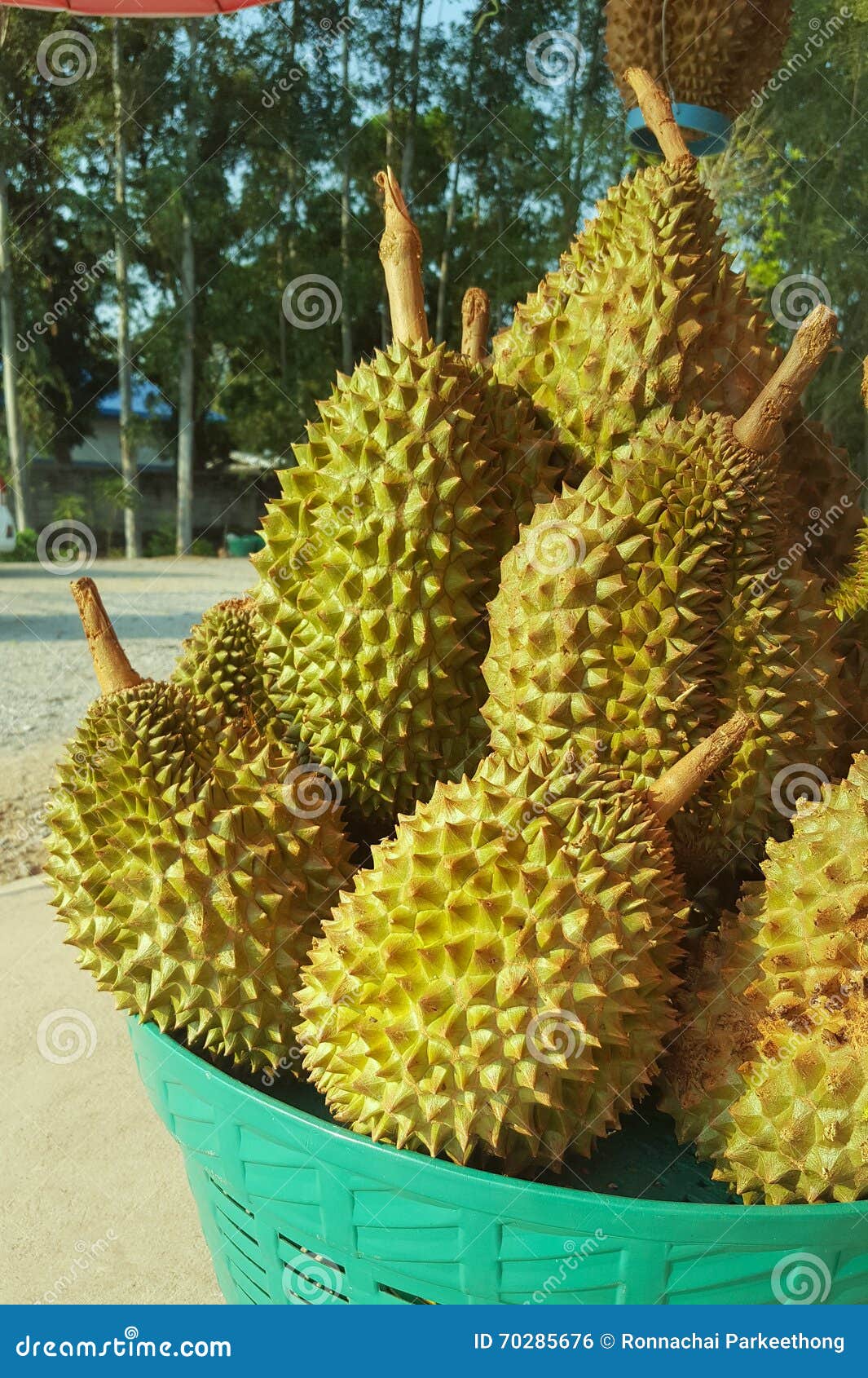 Durian in the basket stock photo. Image of white, tropical - 70285676