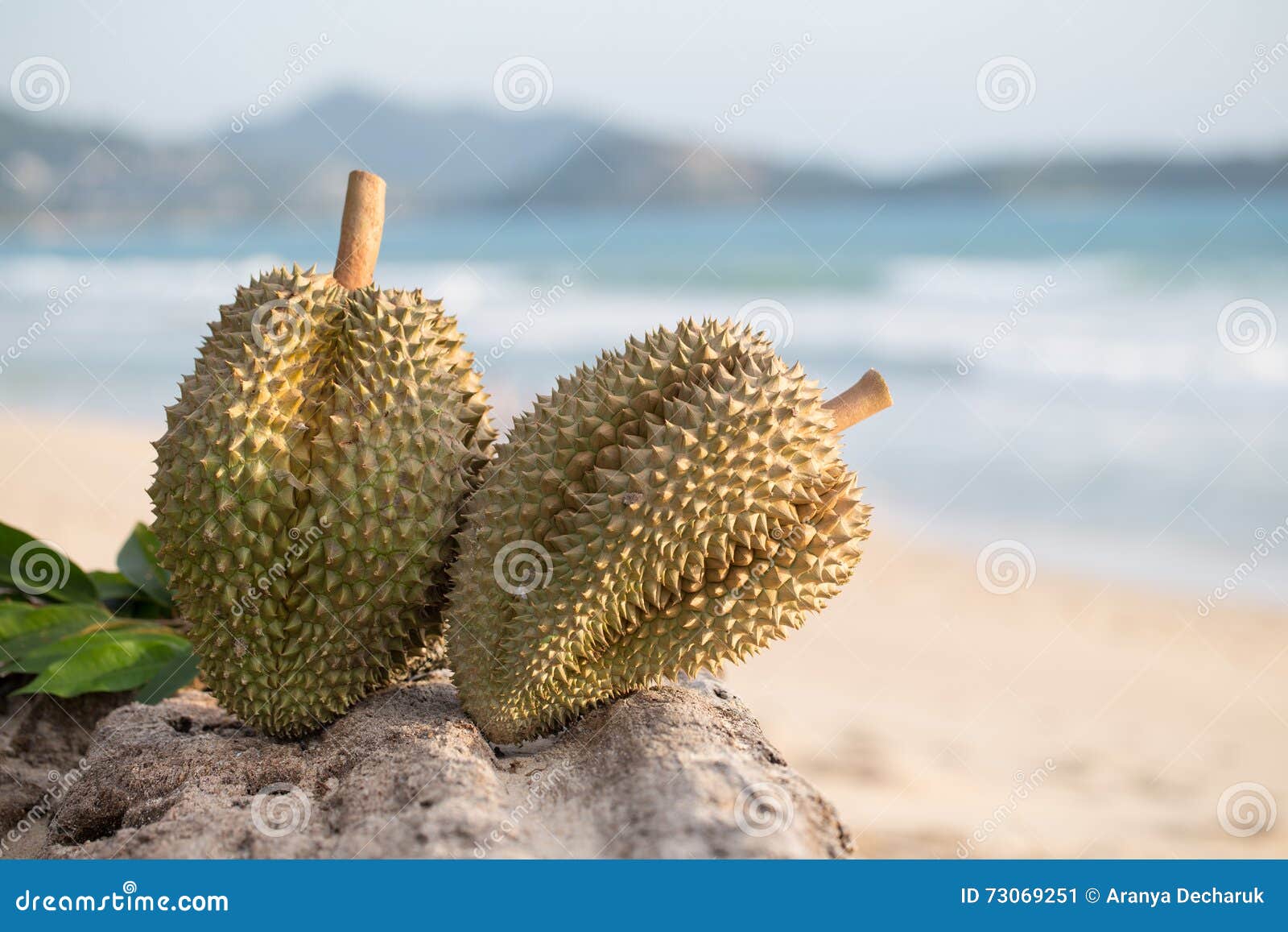 Durian With Timber On Beach. Stock Photo | CartoonDealer.com #73069254