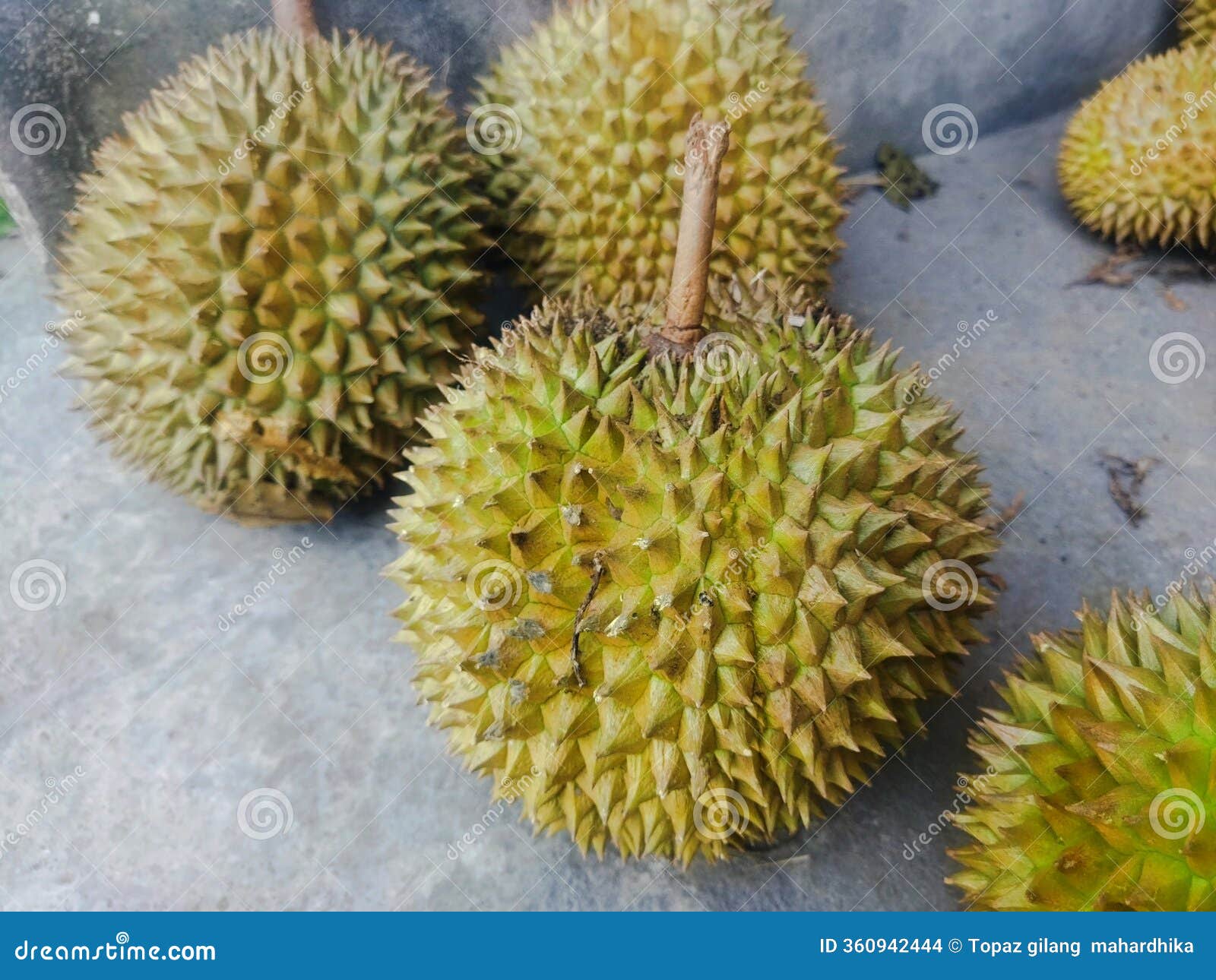 Sharp Thorns Royalty-Free Stock Photography | CartoonDealer.com #5690249