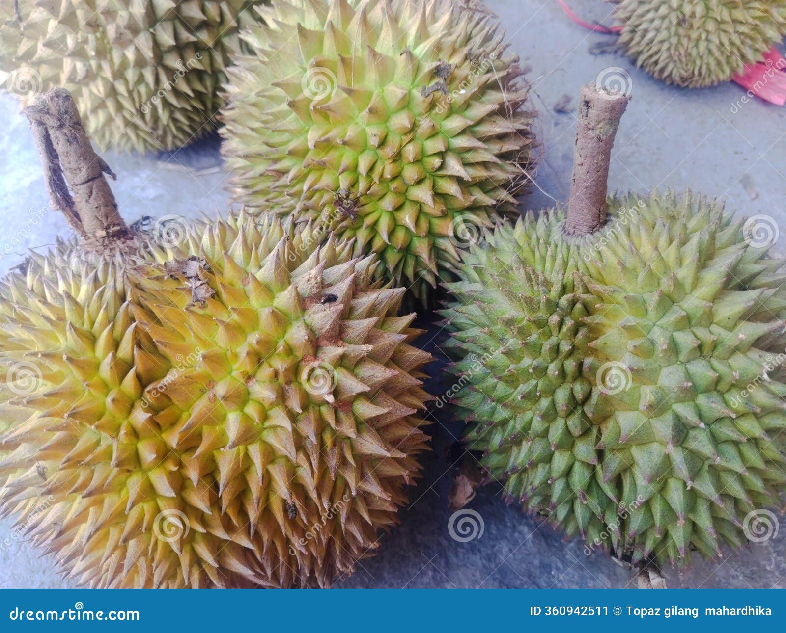 Sharp Thorns Royalty-Free Stock Photography | CartoonDealer.com #5690249