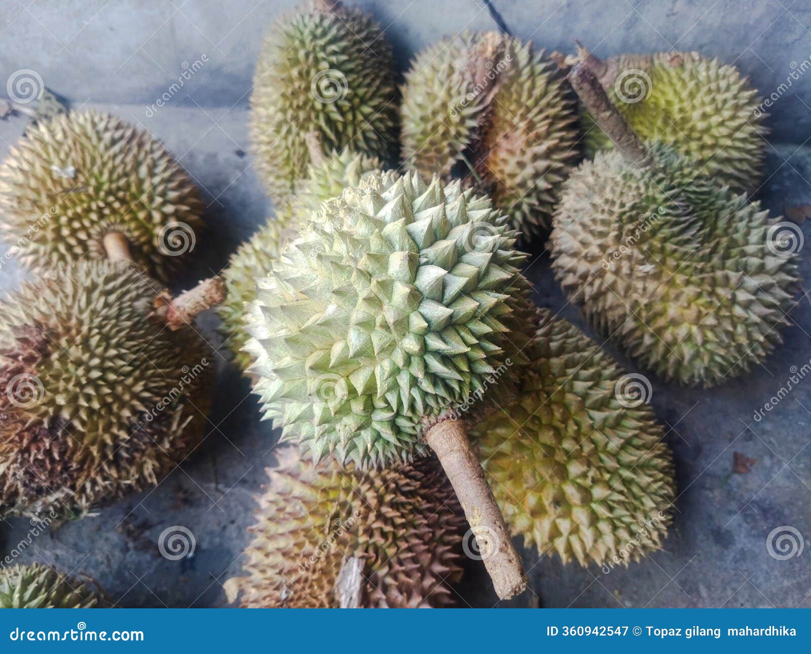 Sharp Thorns On Prickly Pear Cactus Leaves Stock Image | CartoonDealer ...