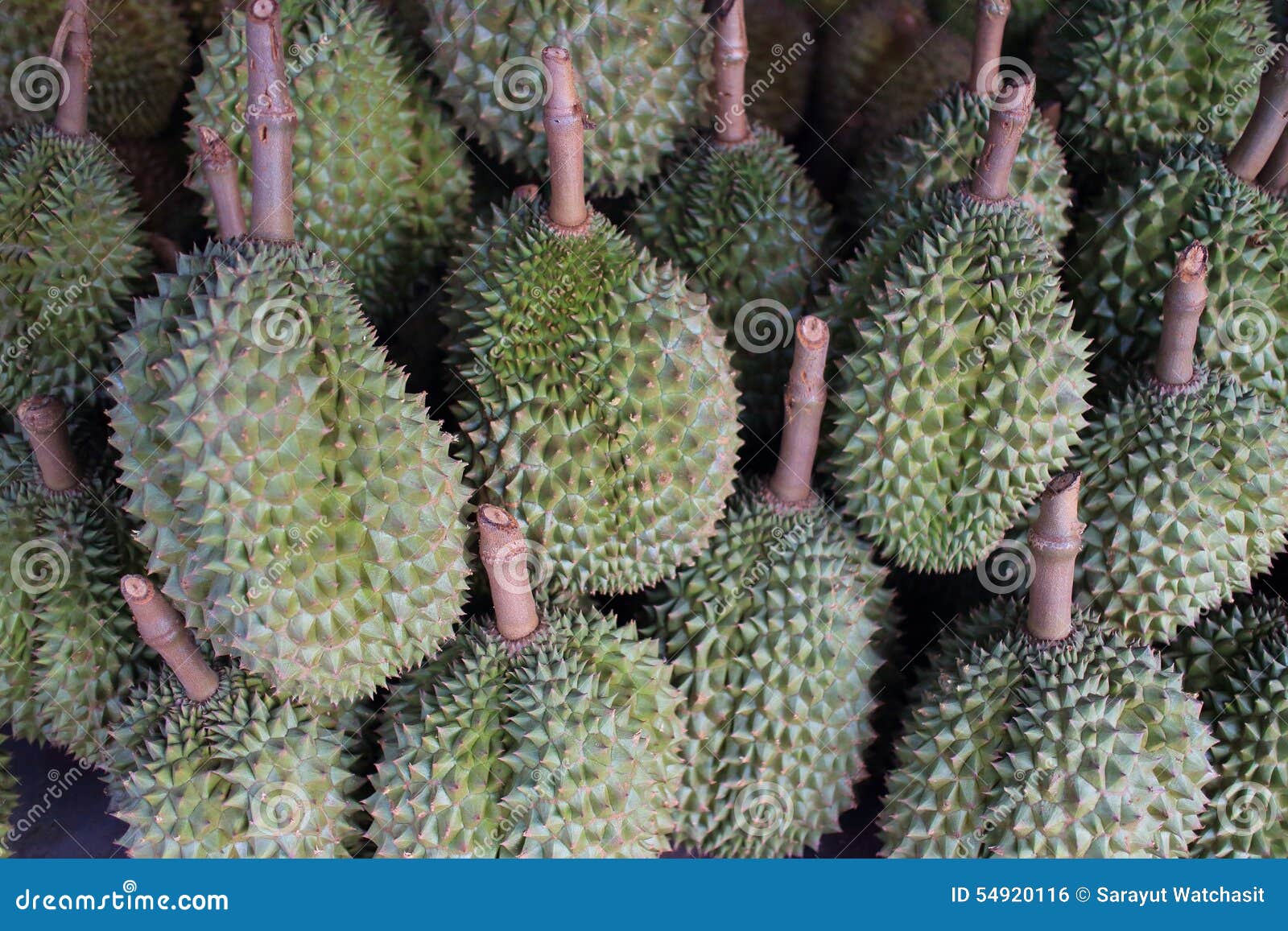 Durian Chanee stock photo. Image of durio, tropical, durian - 54920116
