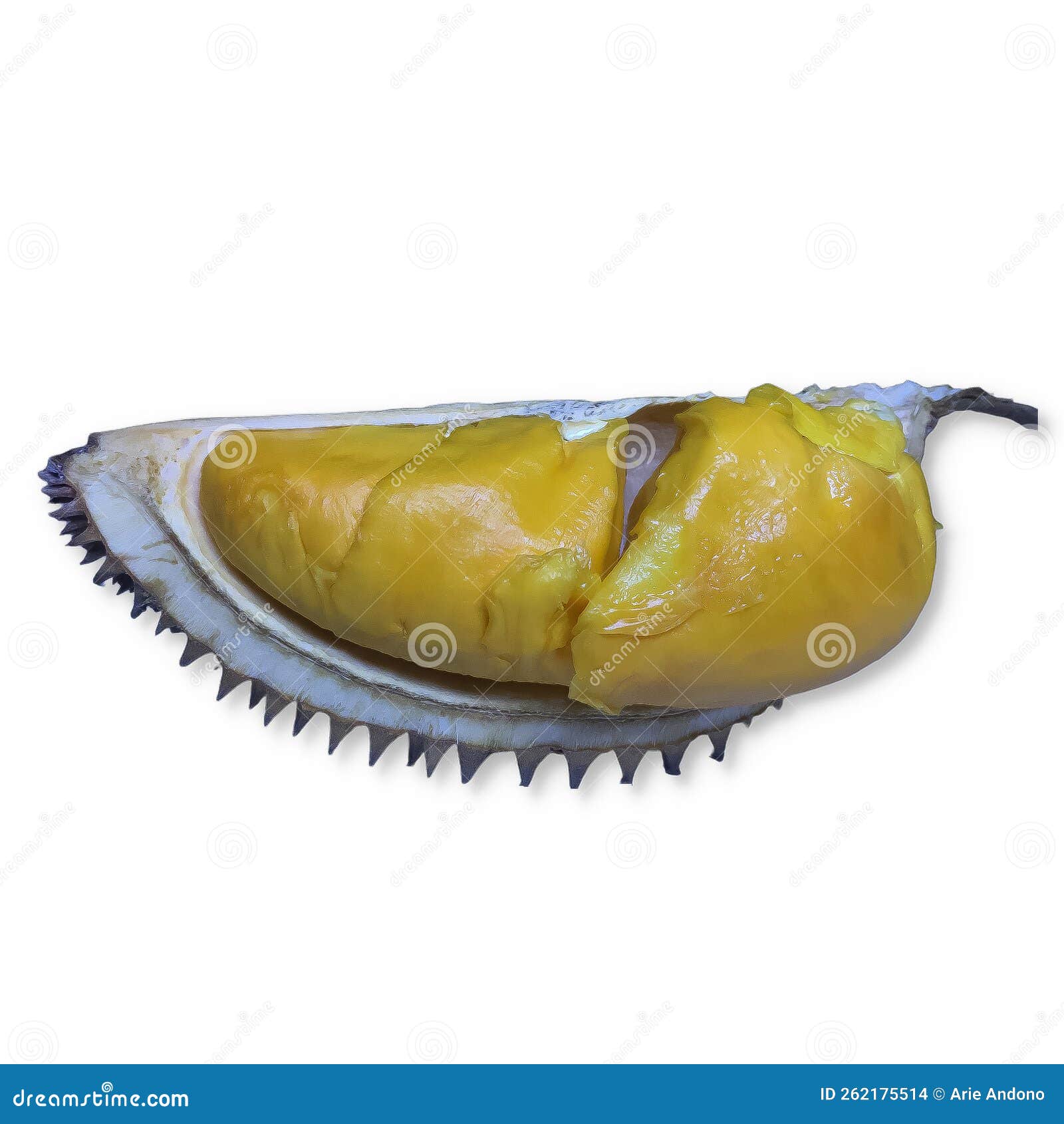 Durian stock photo. Image of ripe, healthy, spike, fresh - 262175514