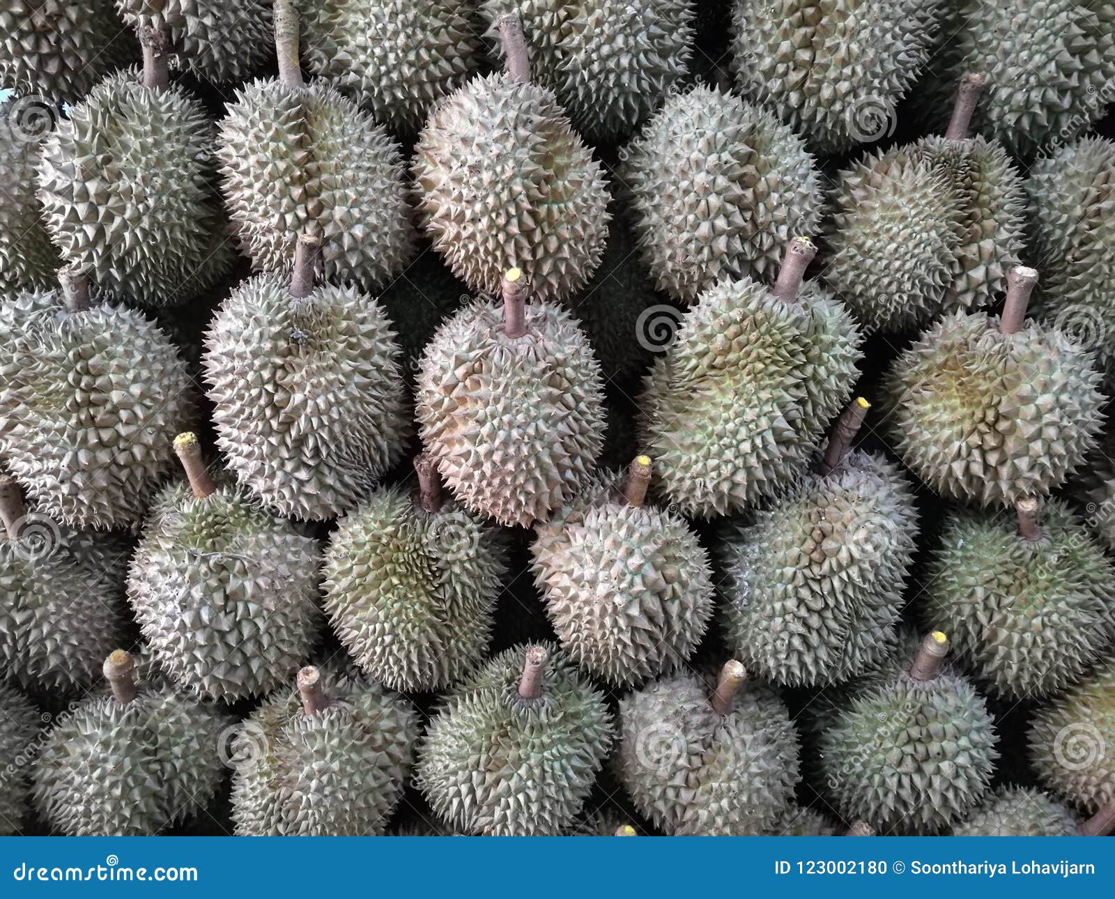 Durian el rey de la fruta foto de archivo. Imagen de mercado - 123002180