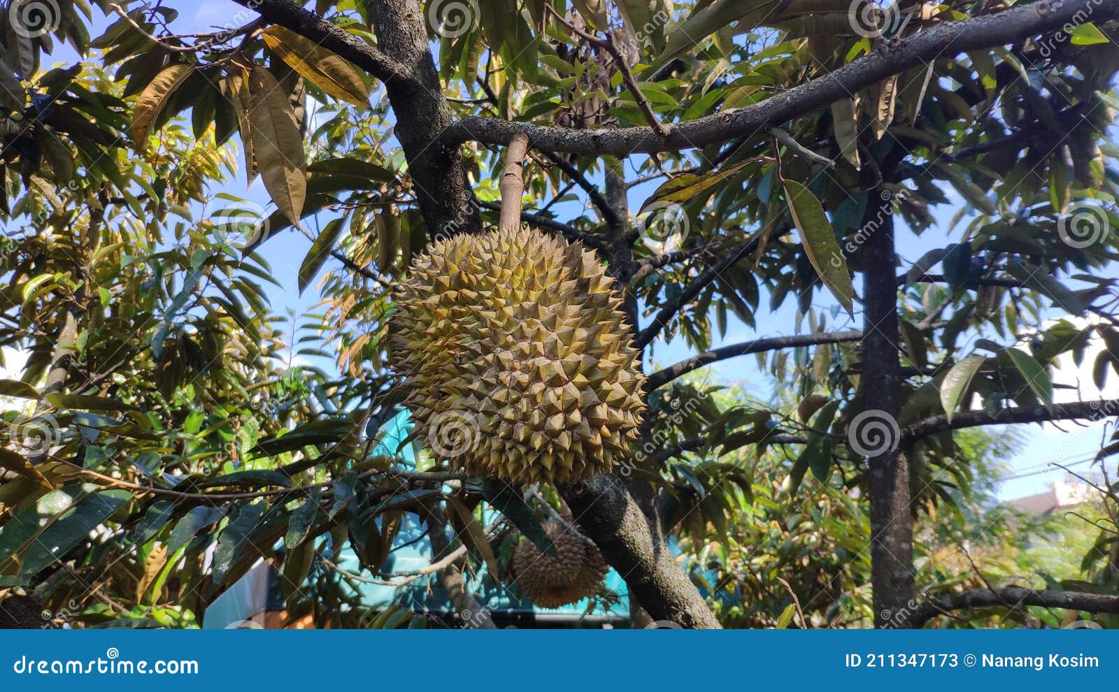 Durian Es Conocido Como El Rey De La Fruta Imagen de archivo - Imagen ...