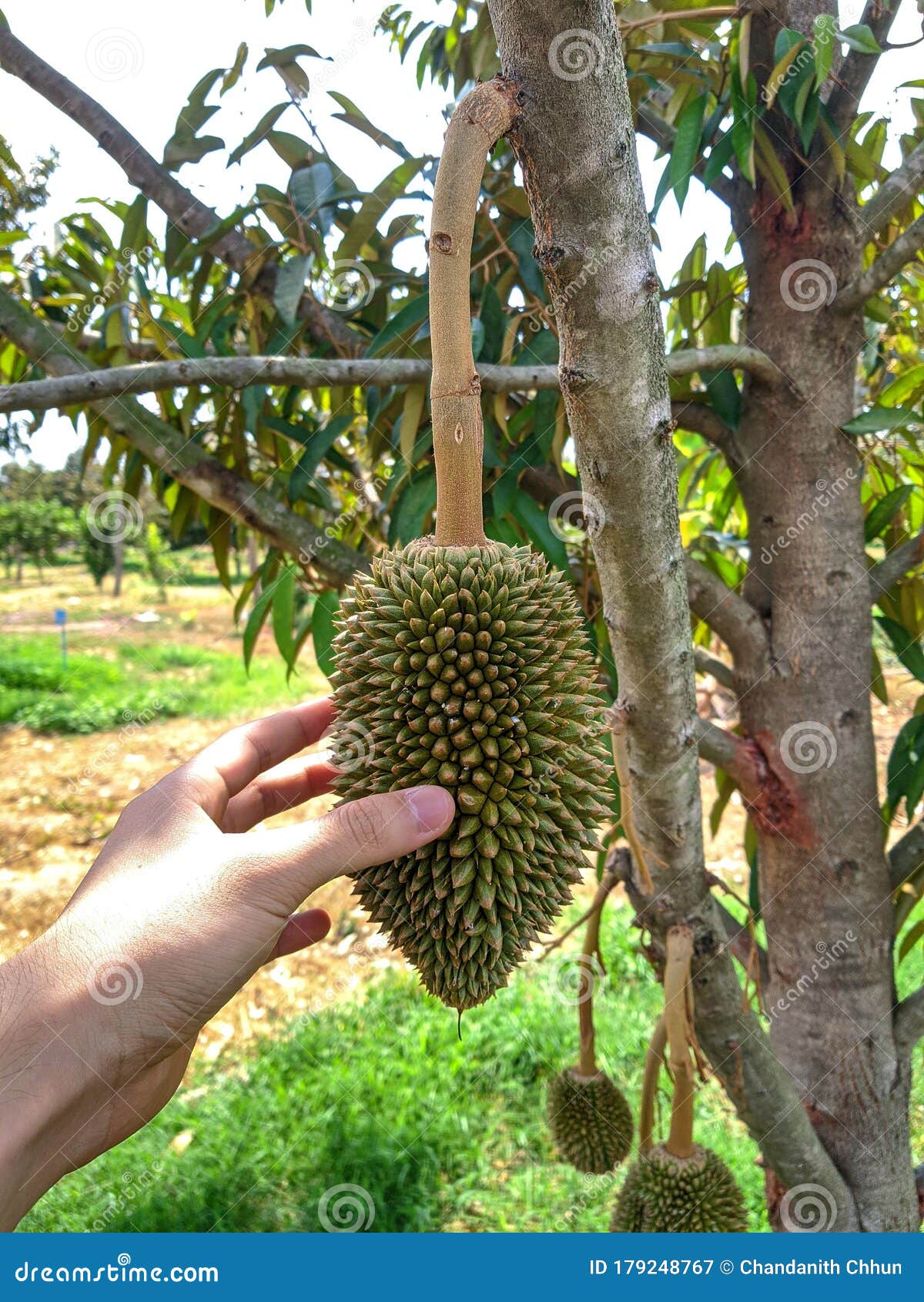 Durian Farm at the Mountain Stock Image - Image of plant, branch: 179248767