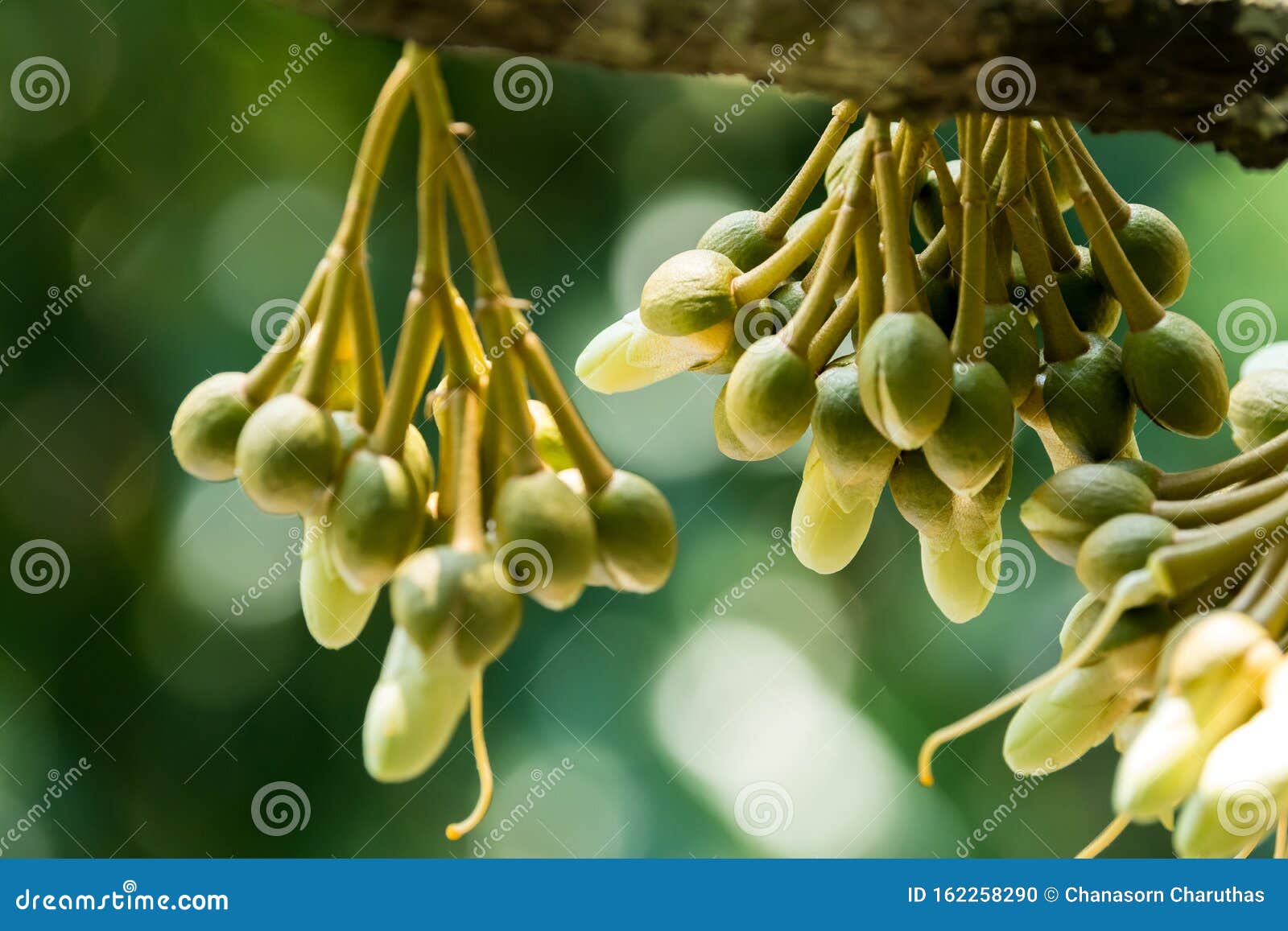 The Durian Flower is Bloominng on Tree Stock Photo - Image of blossom ...