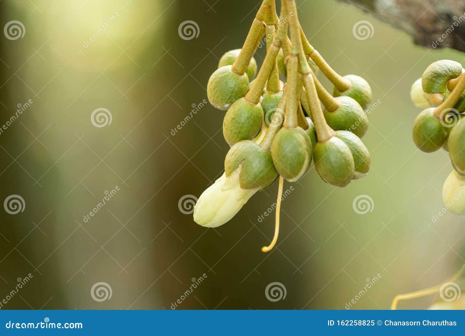 The Durian Flower is Bloominng on Tree Stock Image - Image of blond ...