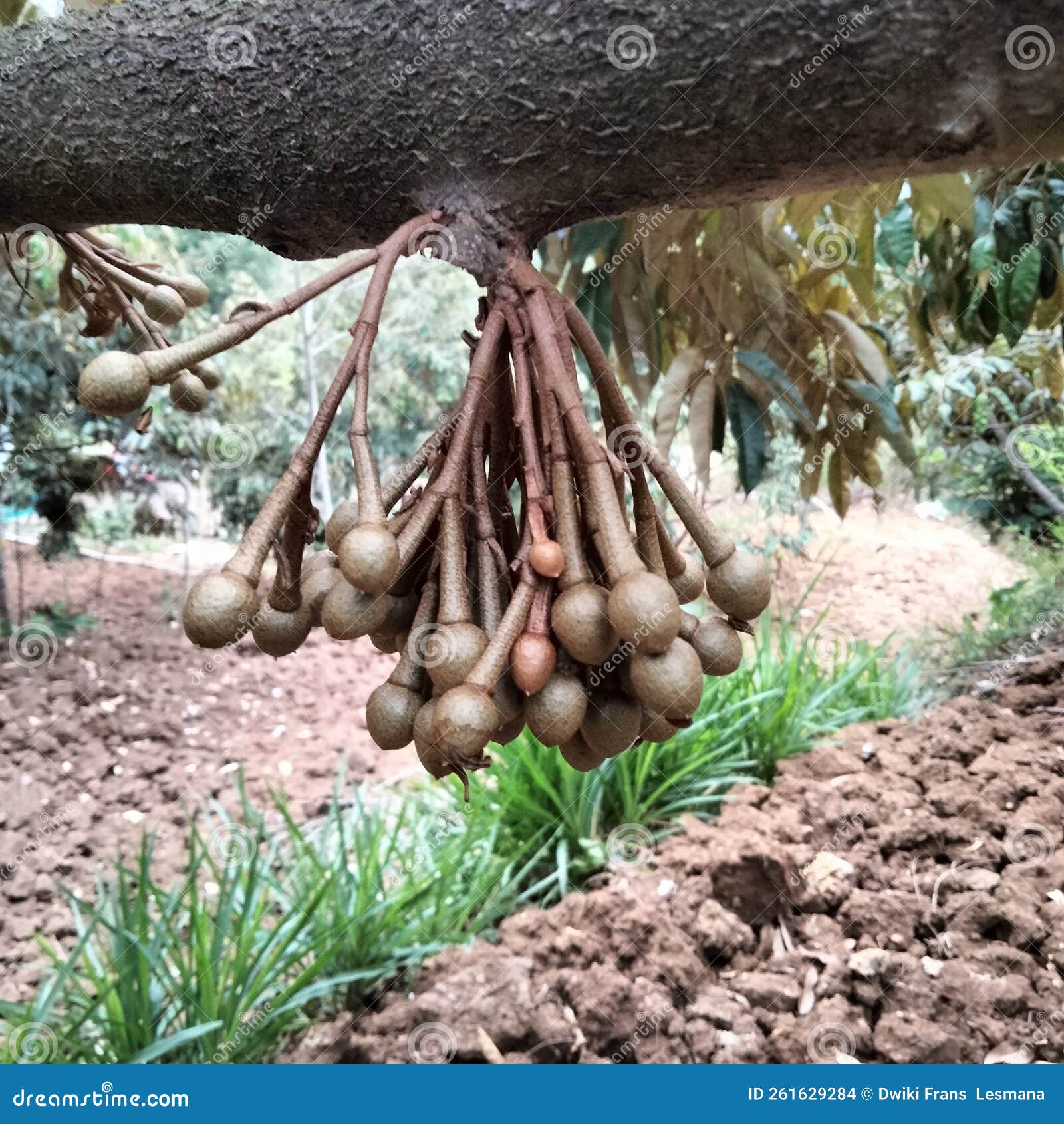 DURIAN FLOWER before FRUIT stock photo. Image of candidate - 261629284
