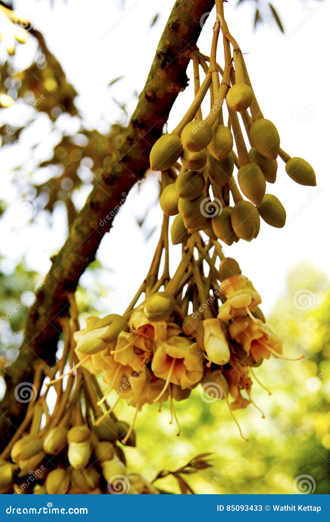 Durian Flower Stock Images - Download 240 Photos