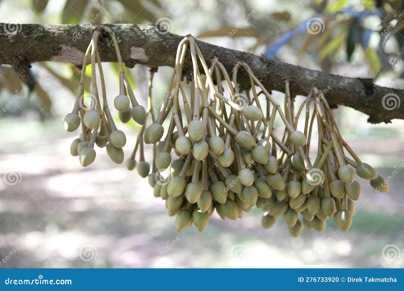 Durian Flowers Bud on Durian Tree Stock Photo - Image of floral ...