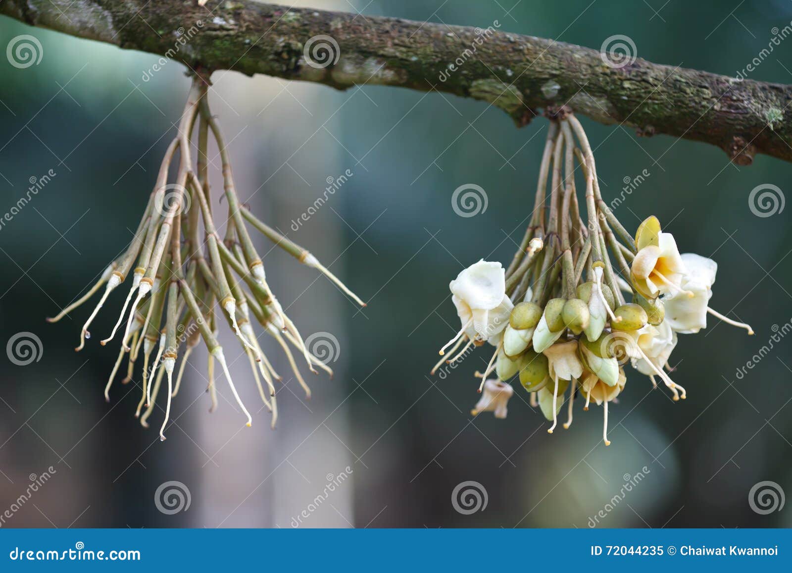 Durian flowers stock image. Image of flowers, flowerlets - 72044235