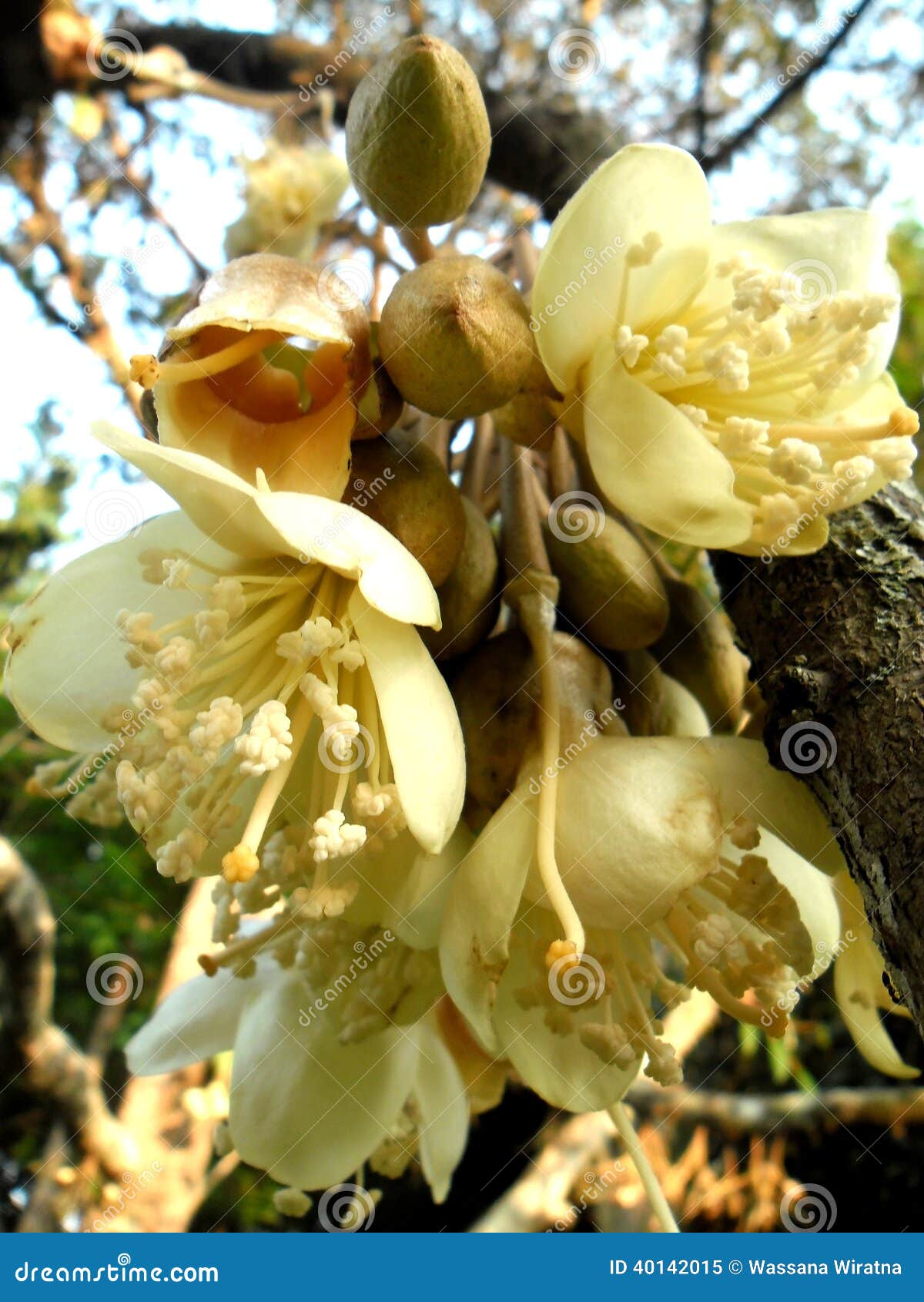 Durian Flowers Blooming, Production Orchard Stock Photography ...
