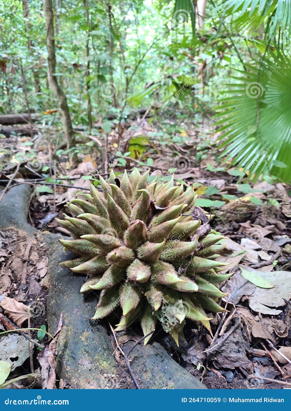 Durian stock image. Image of bitung, unique, fruit, forest - 264710059