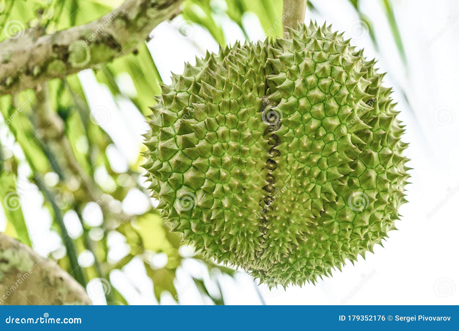 Spiky Fruit Growing On Tree Stock Image | CartoonDealer.com #25295509