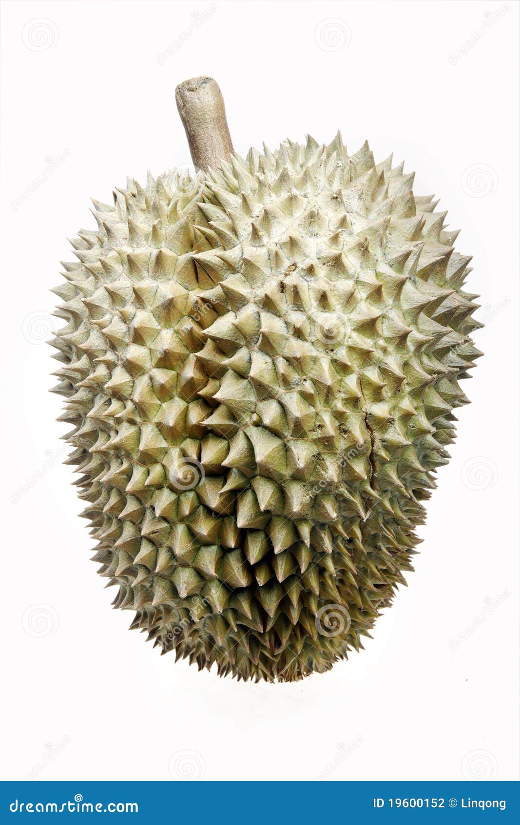Durian fruit stock photo. Image of spikes, ripe, spiky - 19600152
