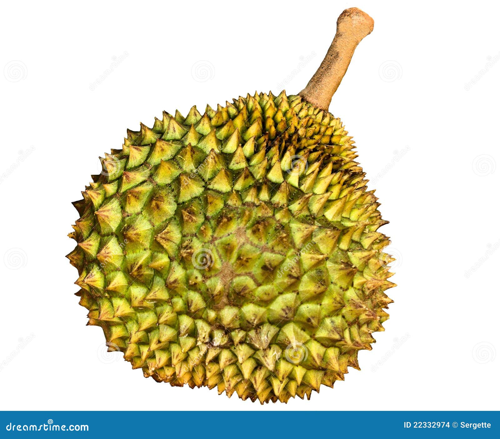 Durian Fruit. Stock Images - Image: 22332974