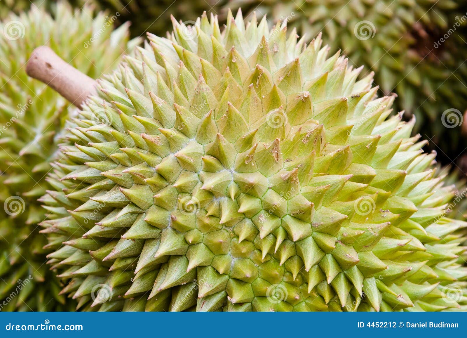 Durian fruit stock photo. Image of tropical, fruit, thorn - 4452212
