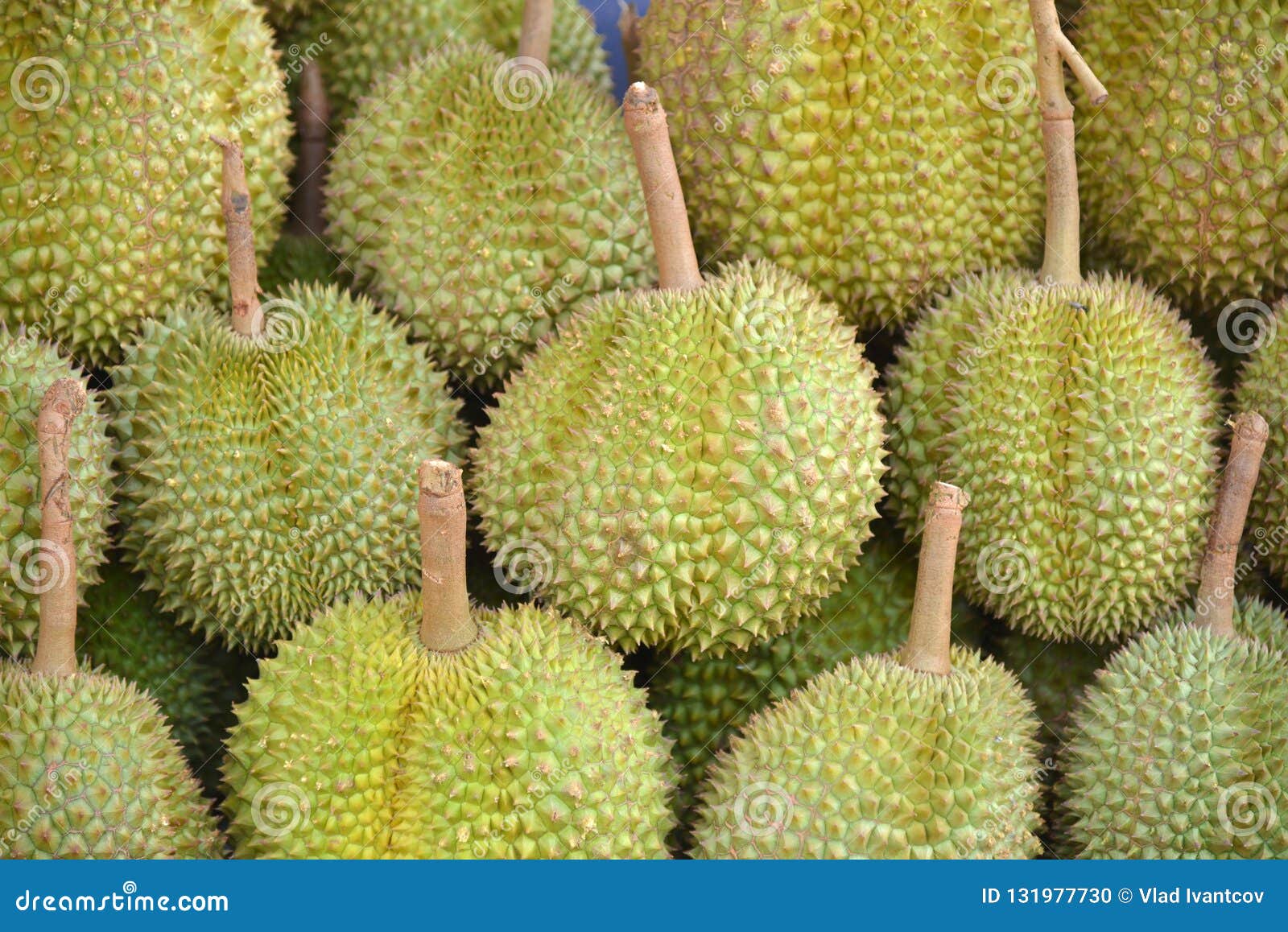 Durian fruit stock photo. Image of fresh, asian, durian - 131977730