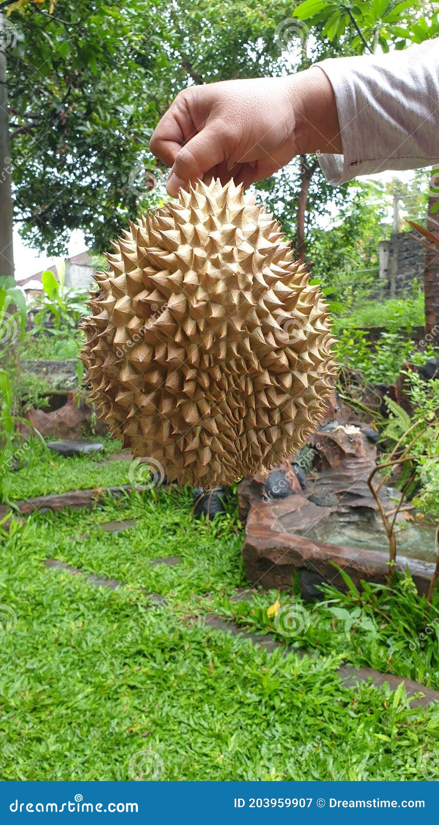 Durian fruit from Bali stock image. Image of leaf, evergreen - 203959907