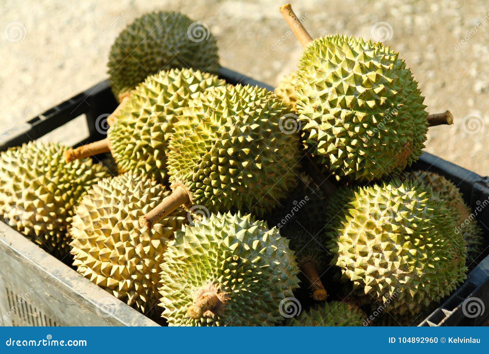 Durian fruit in a basket stock photo. Image of fresh - 104892960