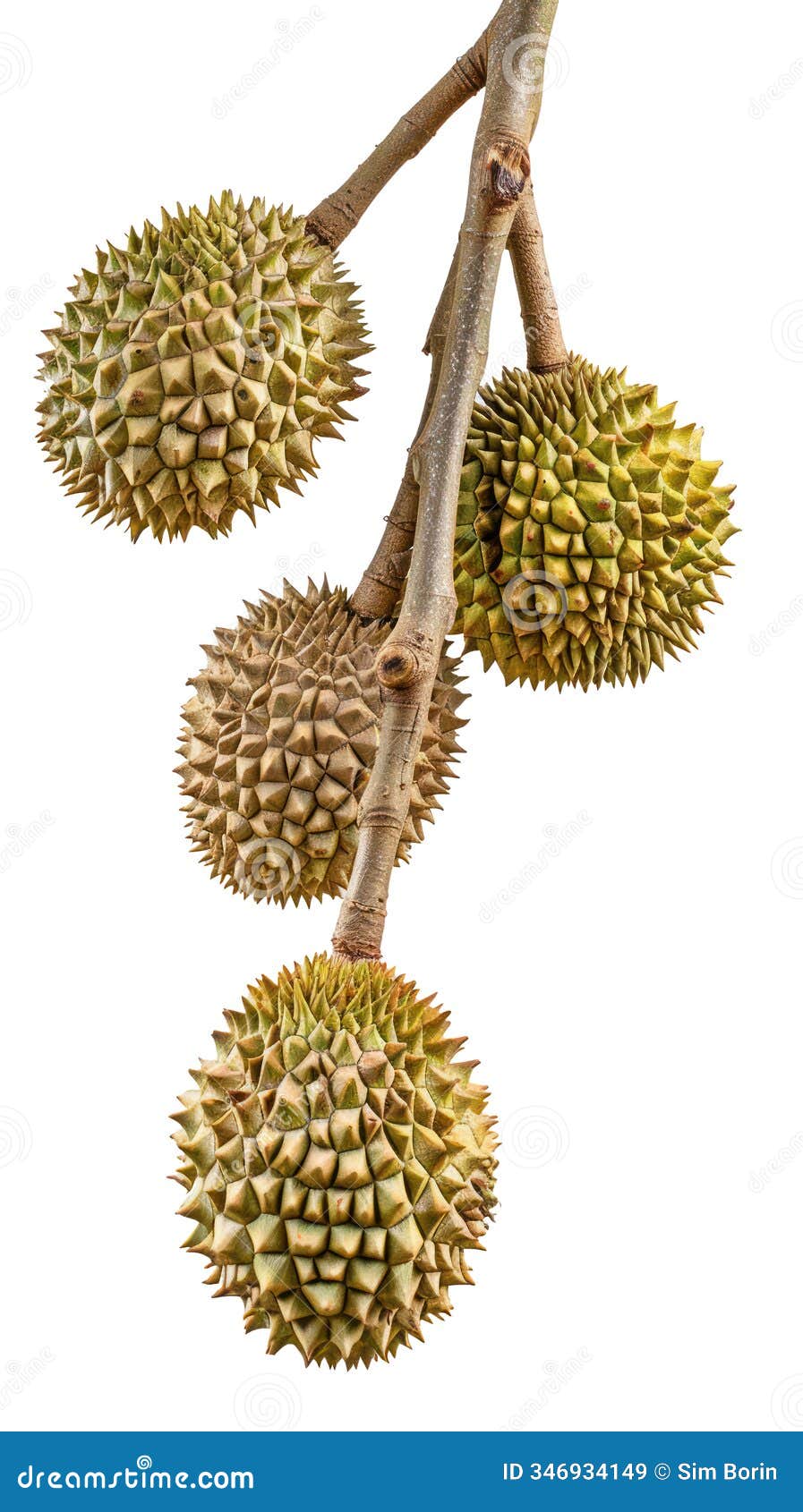 Durian Fruit on Branch Isolate on Transparency Stock Illustration ...