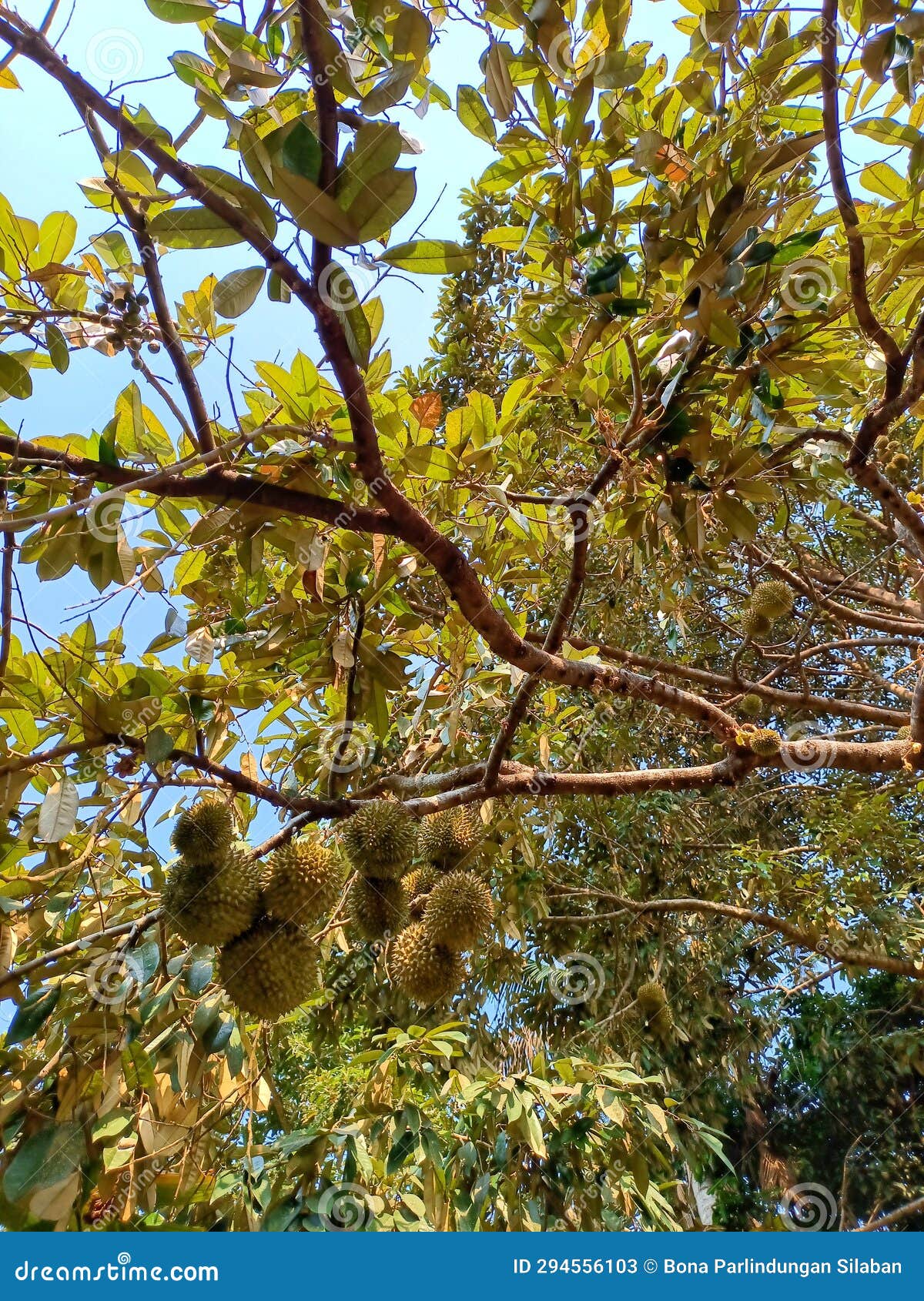 Durian Fruit among Brown, Yellow and Green Leaves on a Tree Stock Image ...