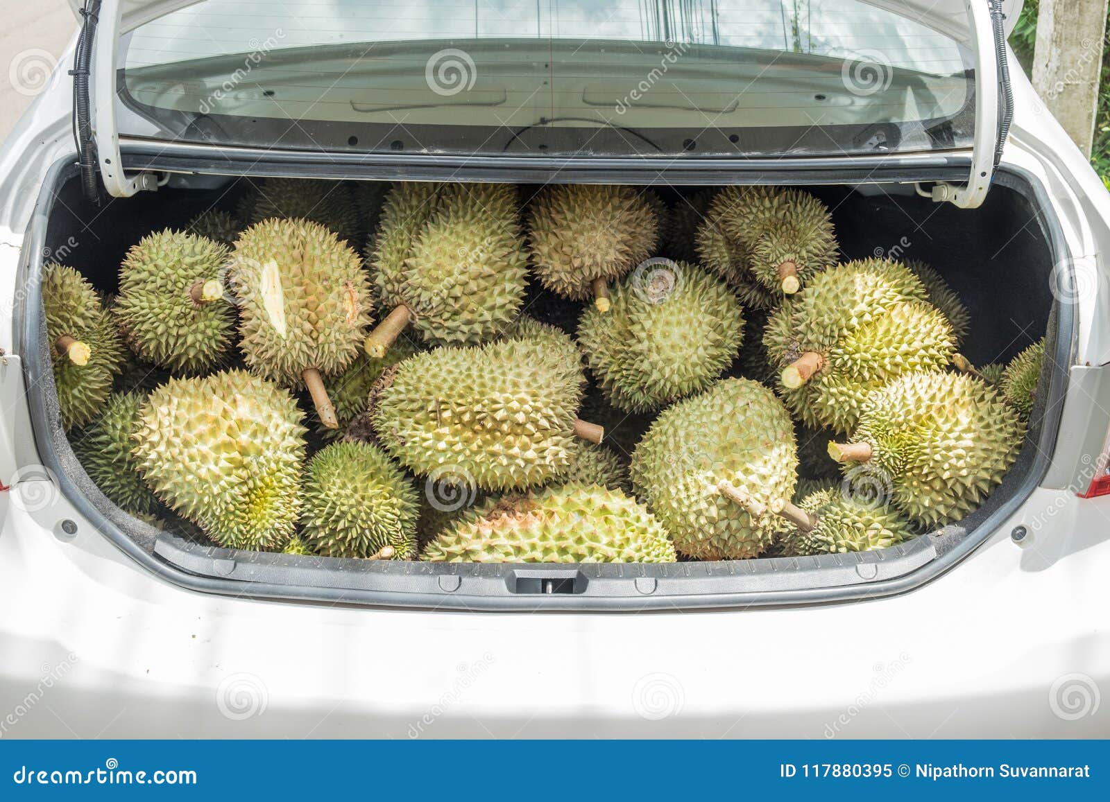 Durian Fruit for Sale in the Car Stock Image - Image of fruit, white ...