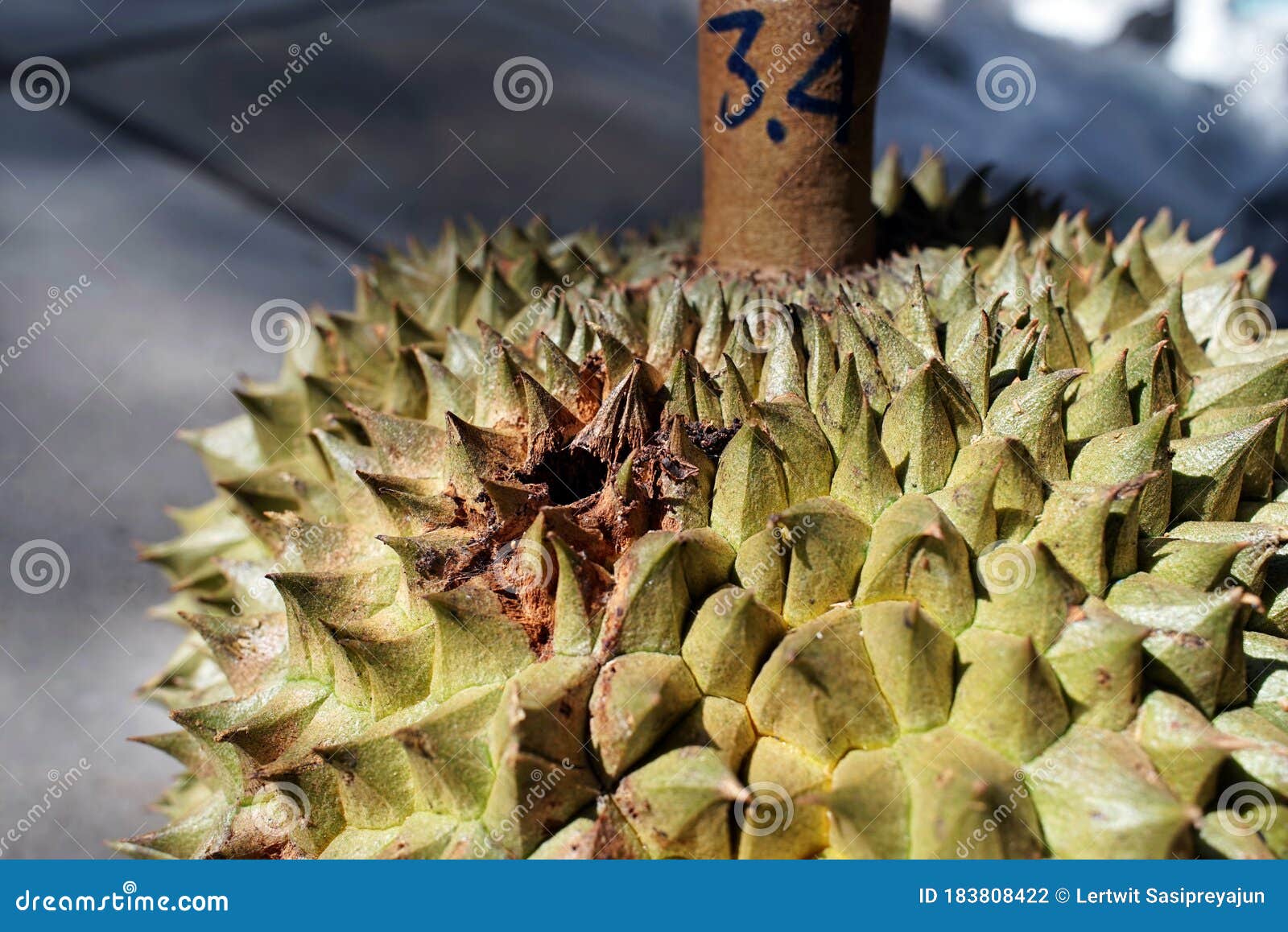 Durian Pest, Mealybugs On Durian Fruit Royalty-Free Stock Image ...