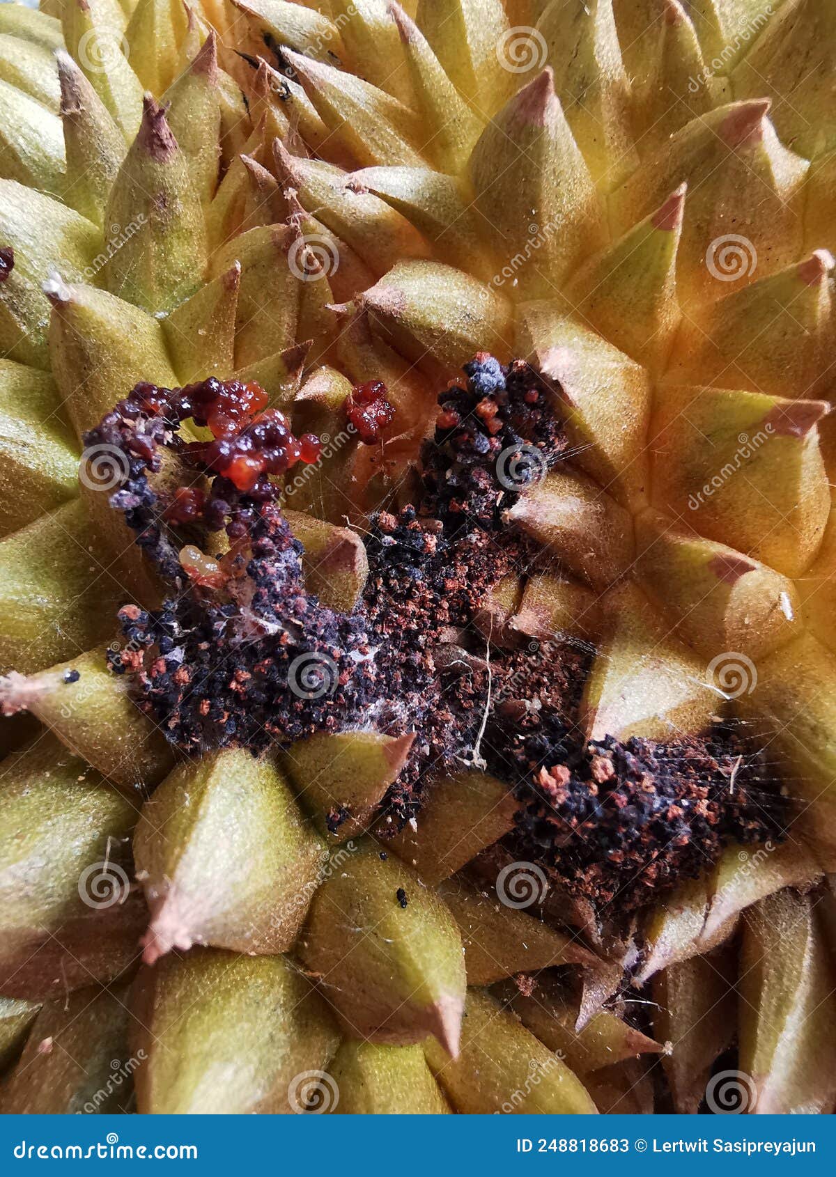 Durian Pest, Mealybugs On Durian Fruit Royalty-Free Stock Image ...