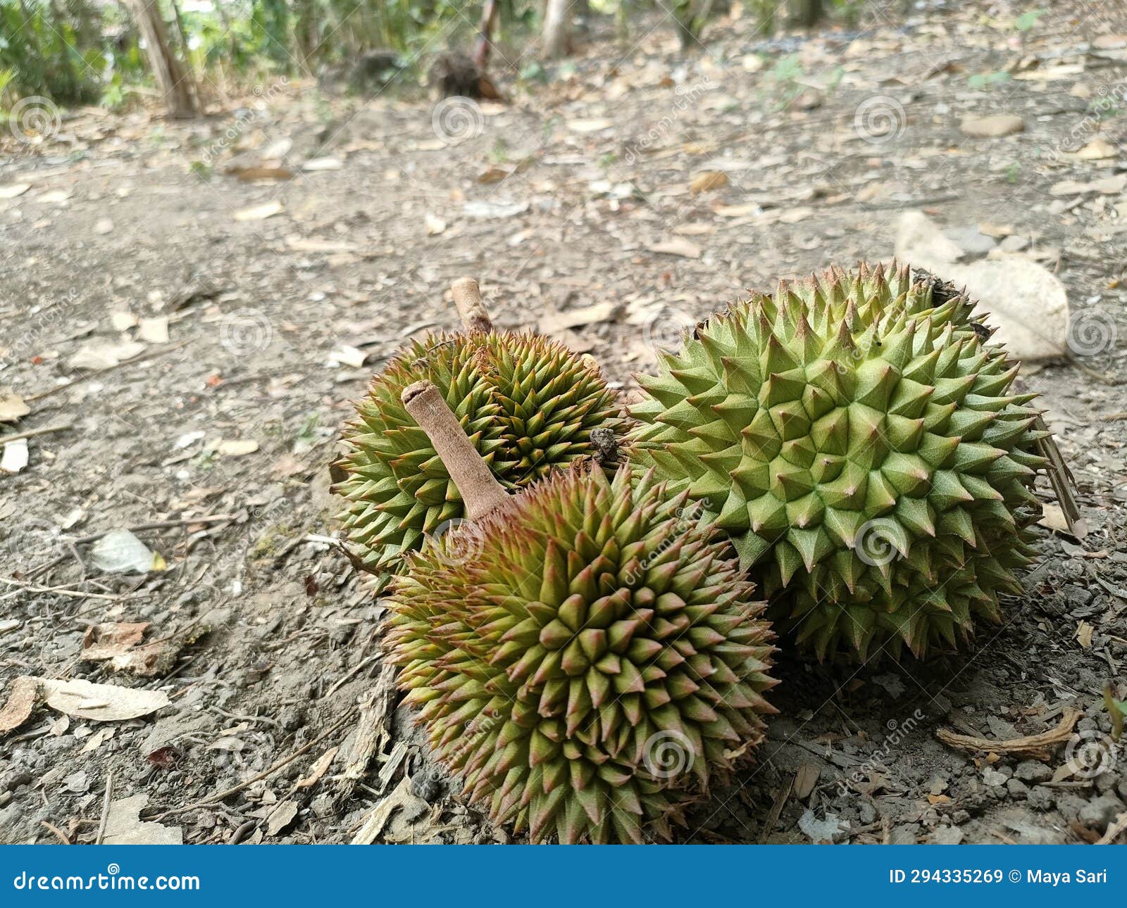 Durian fruit stock image. Image of wildflower, falling - 294335269