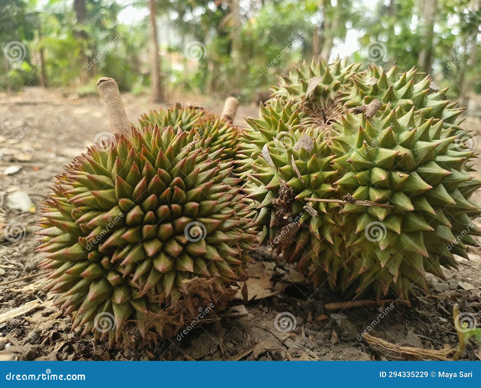 Durian fruit stock image. Image of produce, cactus, durian - 294335229