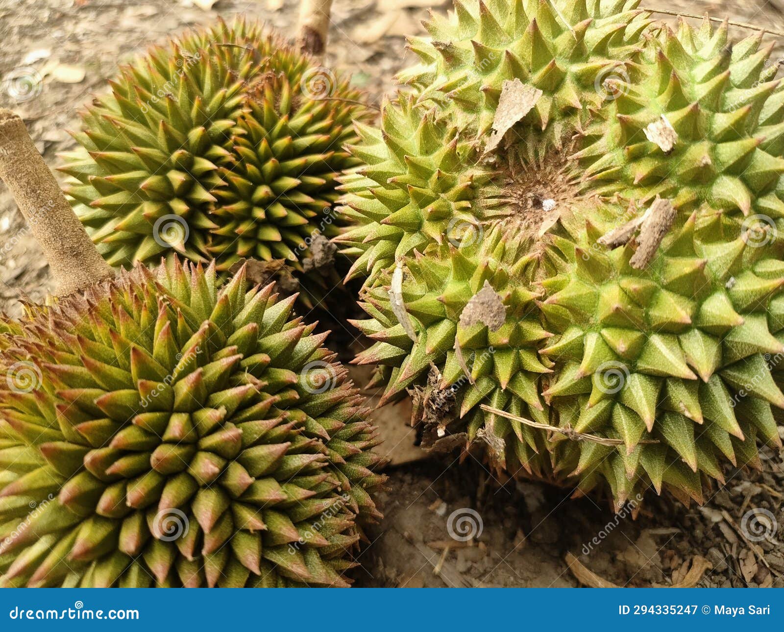Durian fruit stock image. Image of fruit, plant, falling - 294335247