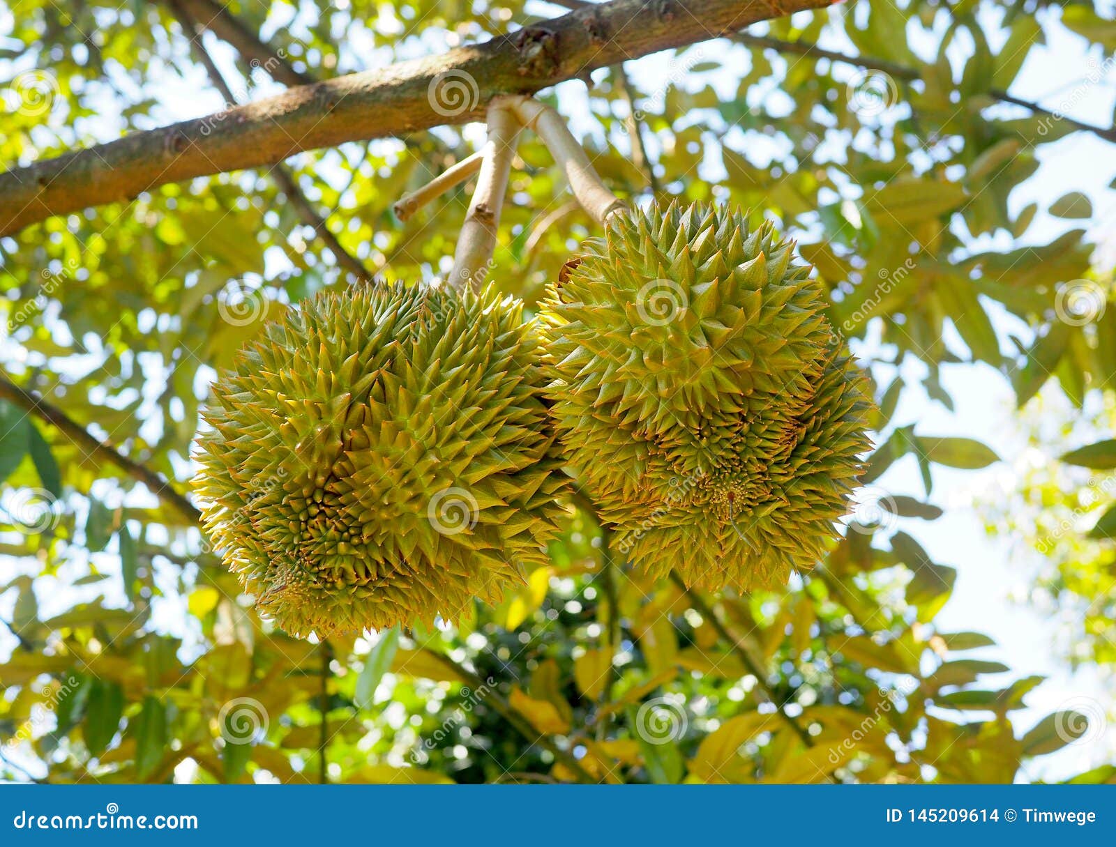 Durian Fruit Growing on a Tree Stock Photo - Image of tropical, tasty ...