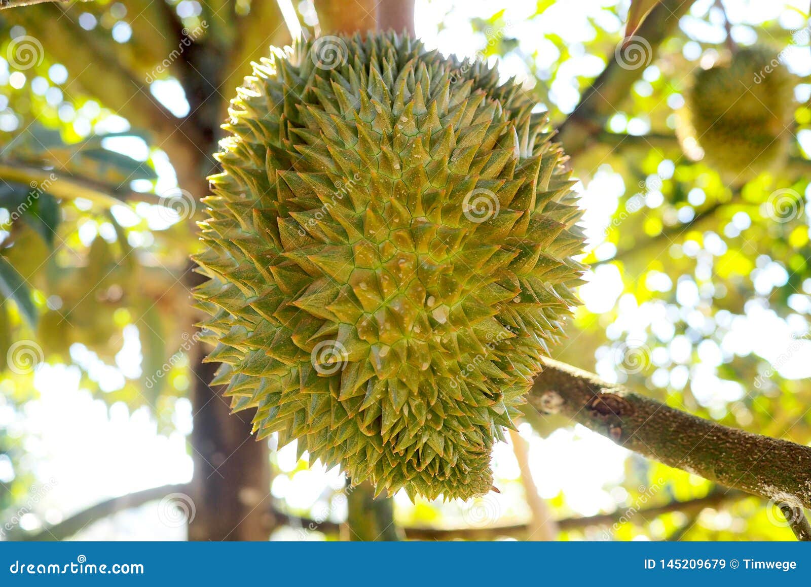 Durian Fruit Growing on a Tree Stock Image - Image of nature, durians ...