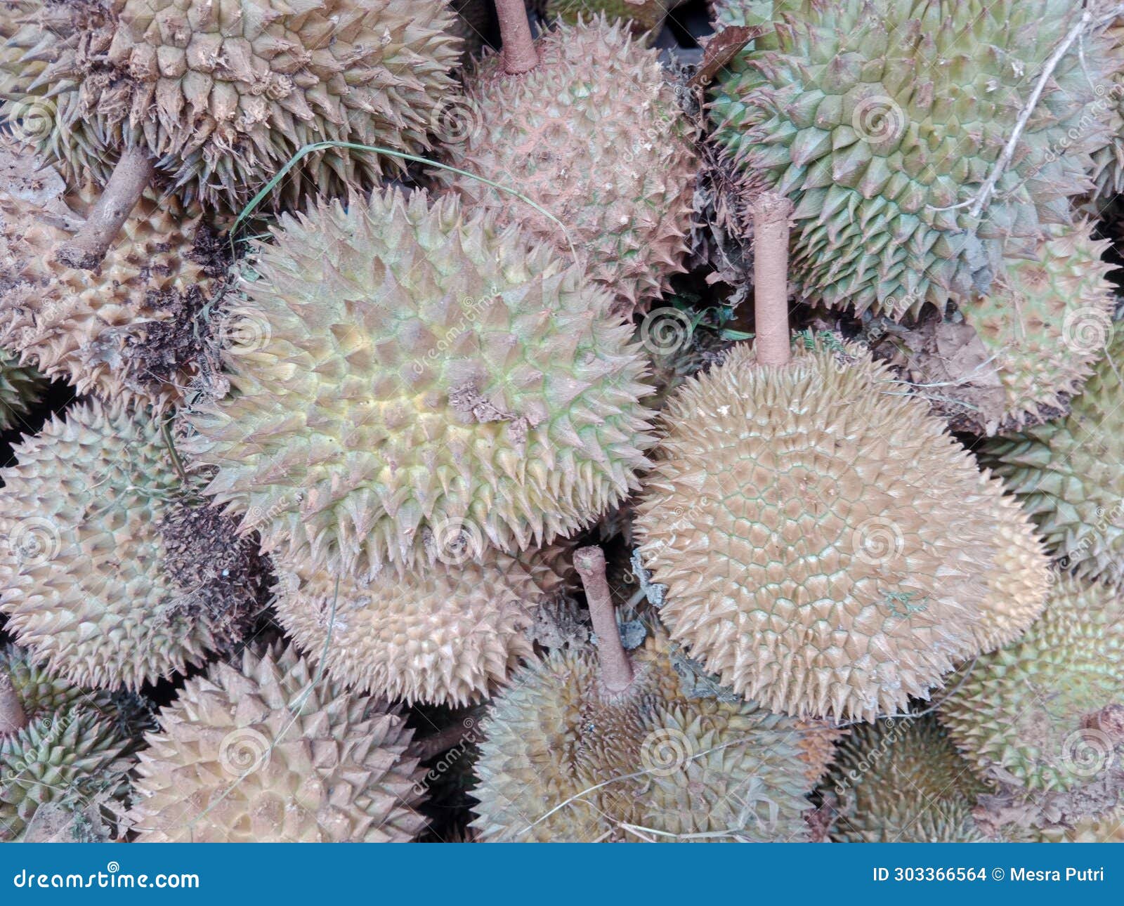 Durian Fruit and Its Distinctive Taste. Stock Photo - Image of fruit ...