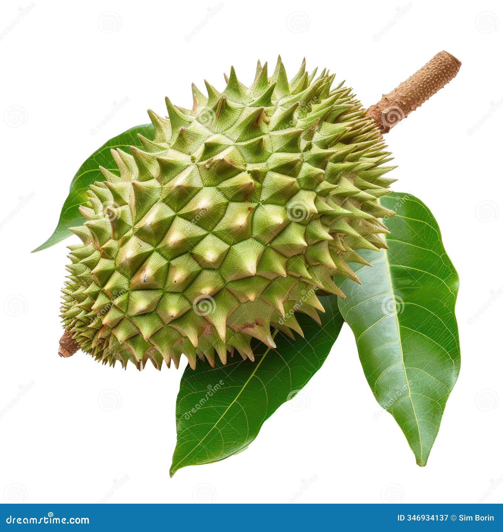 Durian Fruit Leaf Isolate on Transparency Stock Illustration ...