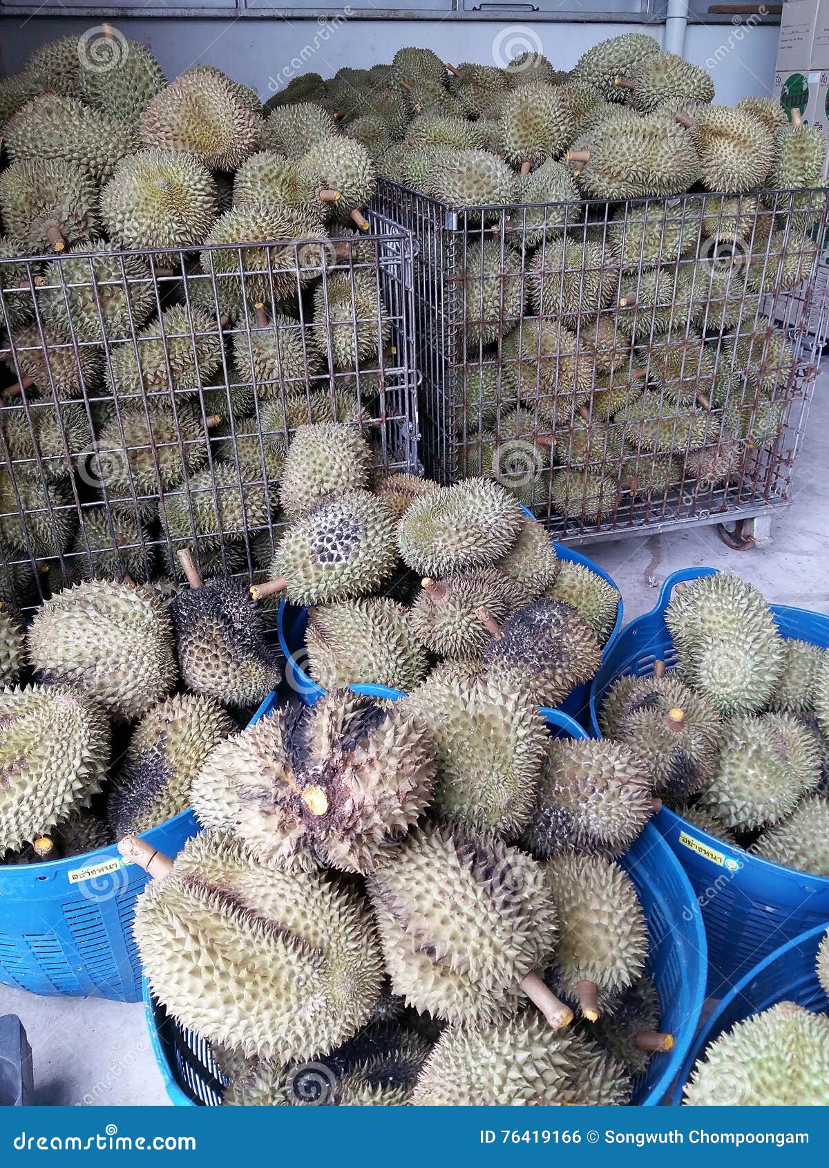 Durian Fruit Old and Fresh Set Lined Up in a Cage and the Basket. Stock ...