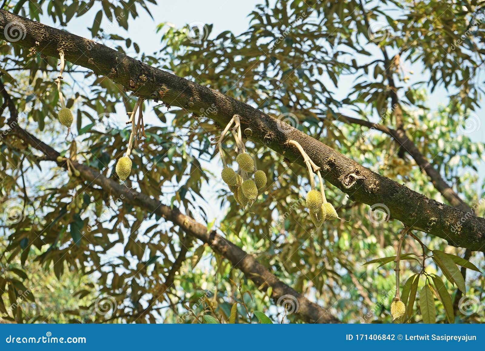 Durian Fruit in Production Orchard Stock Photo - Image of fresh ...