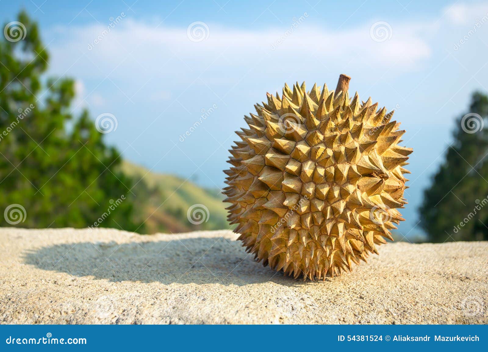 Durian fruit stock photo. Image of forest, close, king - 54381524