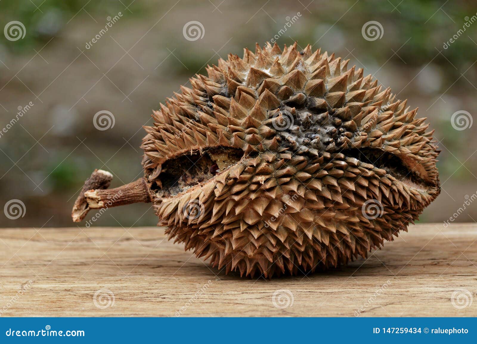 Durian And Rotten Durian Royalty-Free Stock Image | CartoonDealer.com ...