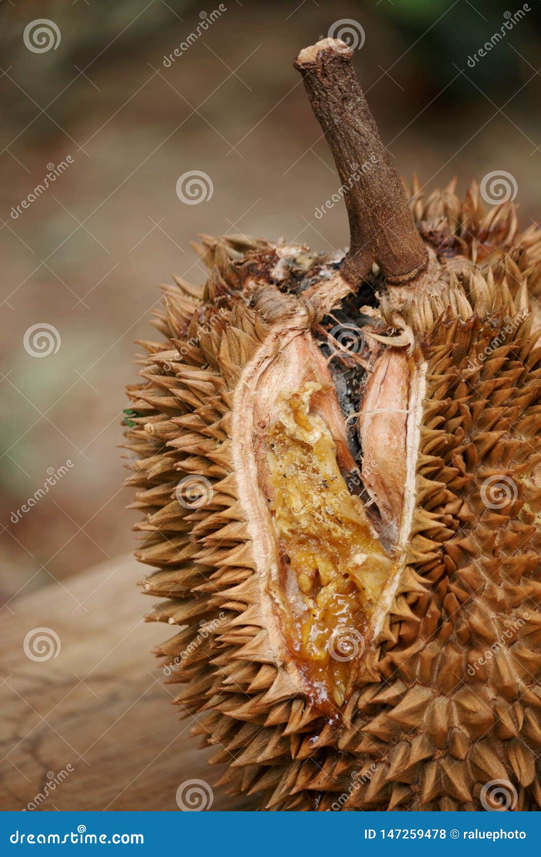 Durian Fruit is Rotten on the Wood Floor Stock Photo - Image of floor ...