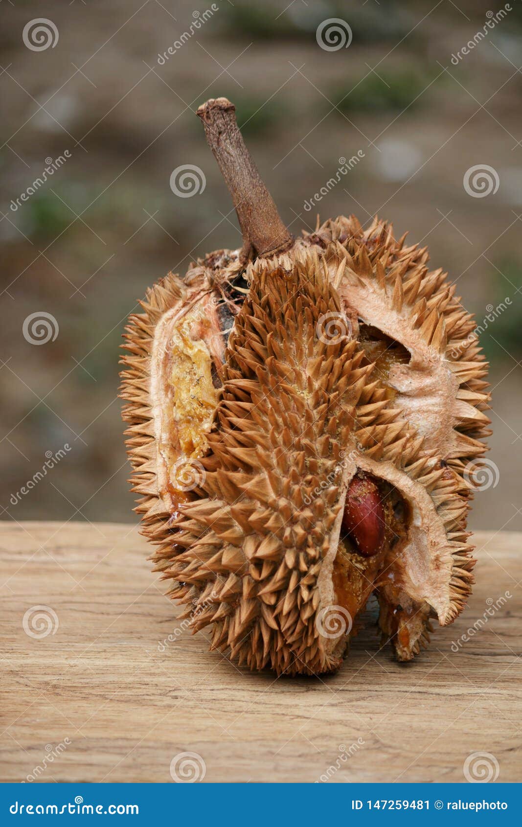 Durian And Rotten Durian Royalty-Free Stock Image | CartoonDealer.com ...