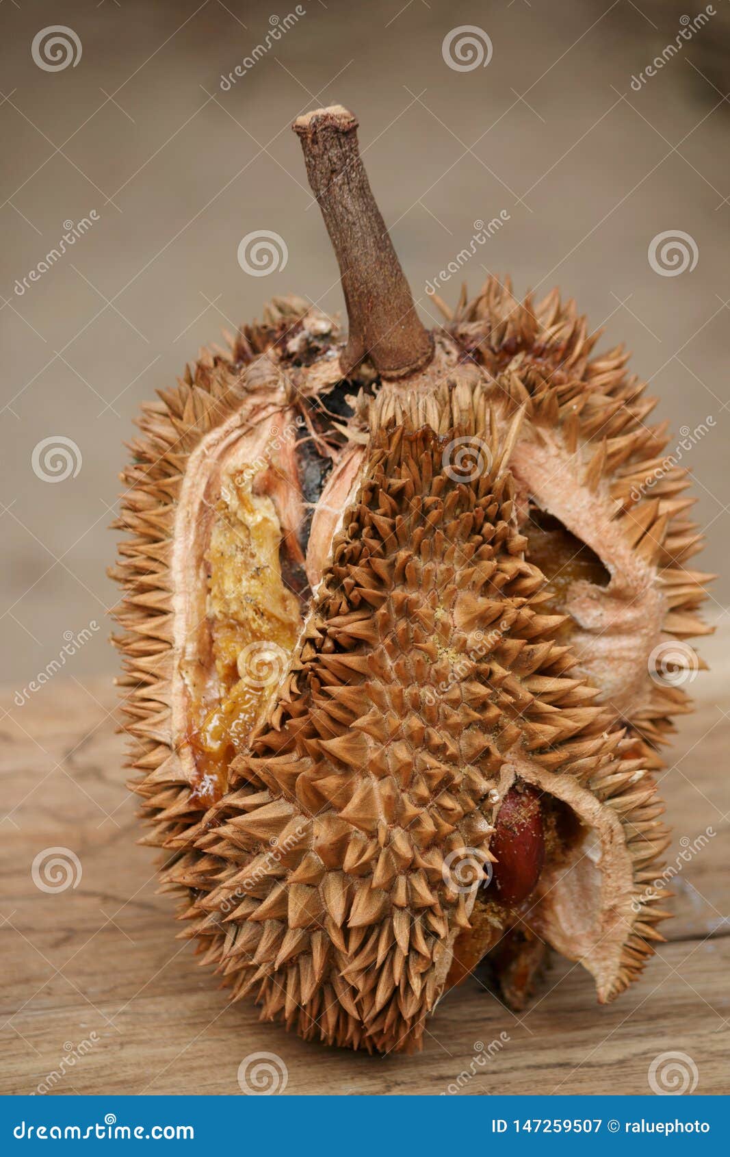 Durian And Rotten Durian Royalty-Free Stock Image | CartoonDealer.com ...